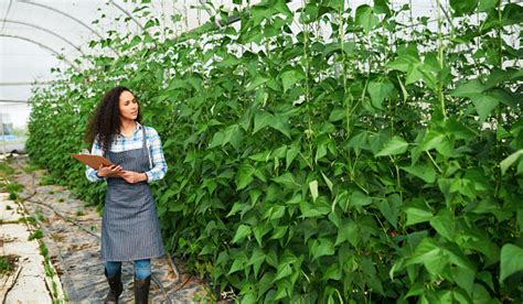 온실 식물 성장 및 야채 식품 생산 공정 검사 및 품질 관리를위한 체크리스트가있는 여성 농업 지속 가능성 및 원예 개발 재고가있는 농부 20 24세에 대한 스톡 사진 및