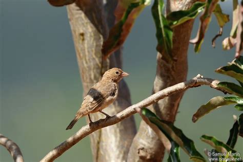 Moineau à Point Jaune Adulte Sama298679
