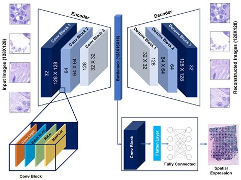 HistoSPACE Histology Inspired Spatial Transcriptome Prediction And