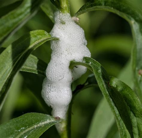 Outdoors Fascinating Spittlebug Is Marvel Of Nature Newmarket News