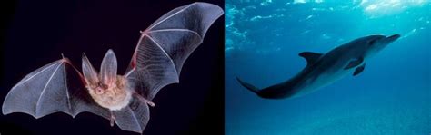 Echolocation Developed In A Similar Manner In Dolphins And Bats Hasan Jasim
