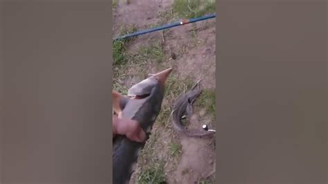 ДОННАЯ СНАСТЬ НА ОСЕТРА🎣В ДЕЛЕ💪ПОЛНОЕ ВИДЕО НА МОЕМ КАНАЛЕ ️ - YouTube