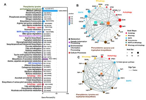 Kegg Enrichment And Co Expression Network Of Aging Related Genes A Download Scientific
