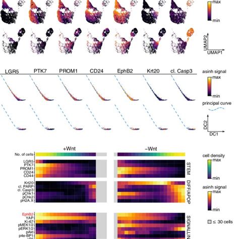 Figure S2 Biological Replicate Of Fig 2 A Umap Embedding Based On Download Scientific