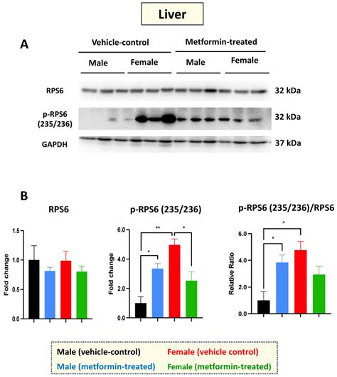 Metformin Induces Mecp2 In The Hippocampus Of Male Mice With Sex