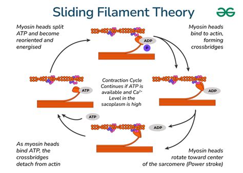 Sliding Filament Theory Geeksforgeeks