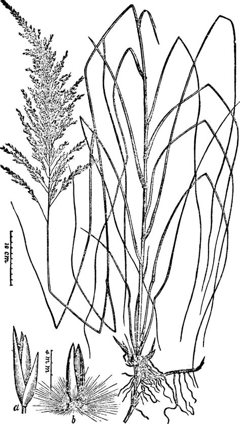 Sand Grass Vintage Illustration 13724348 Vector Art At Vecteezy
