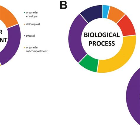 Heatmaps Of Hsf And Hsps Genes Expression Of Saray A And Turay