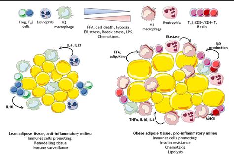 Adipose Tissue Inflammation In Glucose Metabolism Semantic Scholar