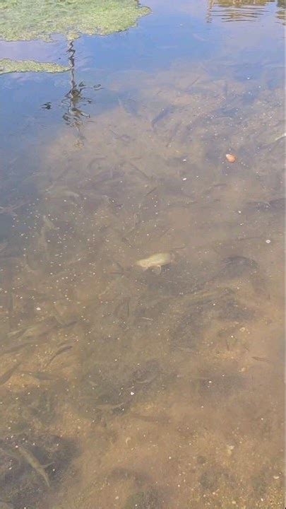 연못에서 키우는 민물고기피라미가 먹이를 주다보니 도망가지도 않네요이제 도리뱅뱅 해먹어도 양이 많아진듯 Youtube