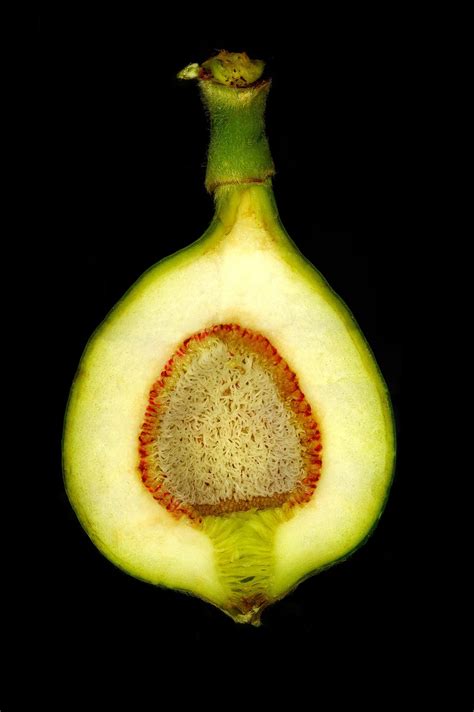Fig Cross Section By Gubin Olexander CC BY SA AskNature