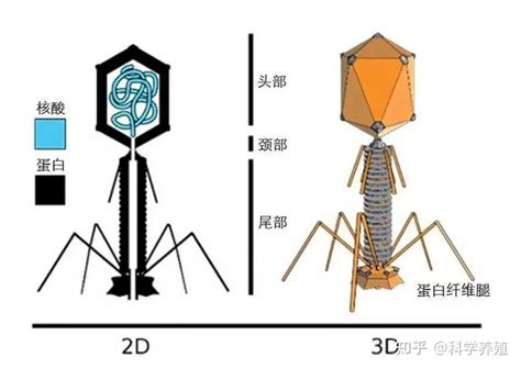 近两年，噬菌体为什么在水产养殖中突然火了？ 知乎
