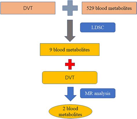 Detailed Flowchart Of The Result We Analyzed The Genetic Correlation