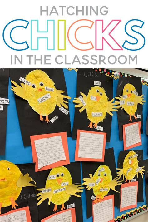 Hatching Chicks In The Classroom A Hands On Learning Experience