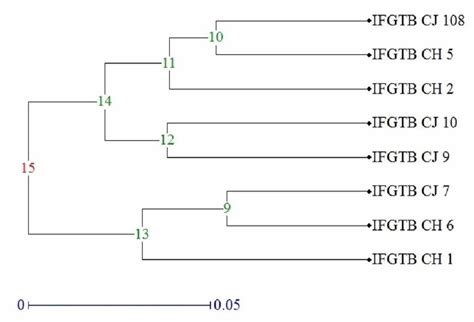 Dendrogram Illustrating Genetic Relationship Among Genotypes Under Arid Download Scientific