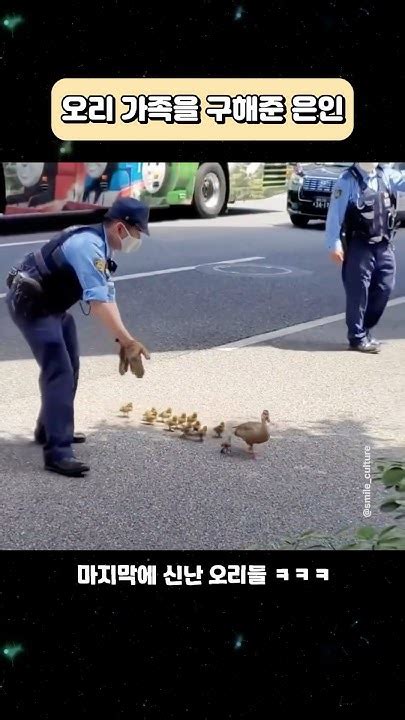 오리 가족을 구해준 교통경찰 Youtube