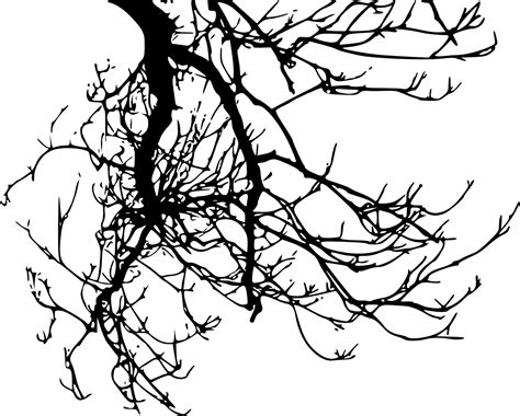 Tree Branch Drawing At Getdrawings Free Download