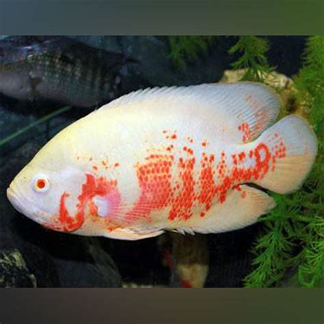 Albino Oscar Fish