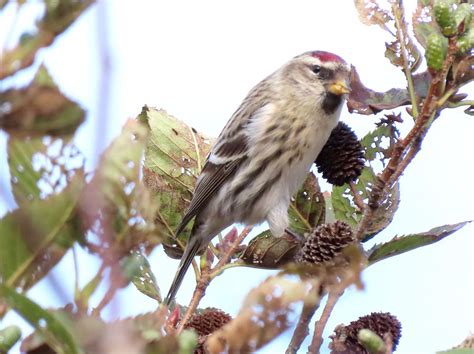 ベニヒワ 2023 11 15 日本の野鳥識別図鑑