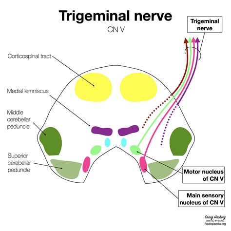 Trigeminal Nerve Nuclei
