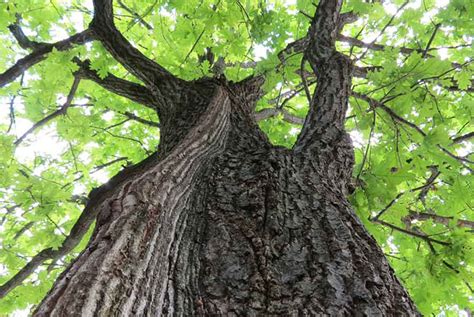 北美橡树简介 橡树类型 橡树长什么样图片 大山谷图库