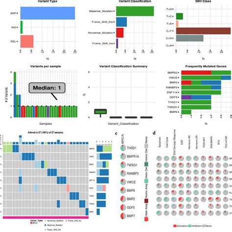 Single Nucleotide Variation Snv Copy Number Variation Cnv And Download Scientific Diagram