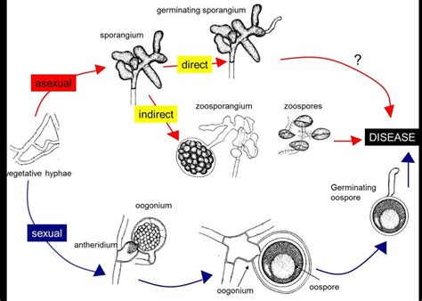 Life Cycle For Pythium Aphanidermatum Modified From Matthews 1931 Download Scientific Diagram
