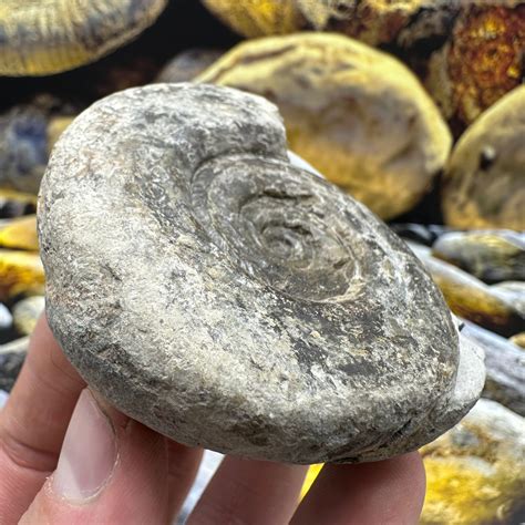 Hildoceras Bifrons Ammonite Fossil Whitby North Yorkshire Jurassic Yorkshire Fossils