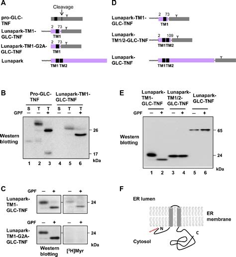 Figure 4 From Protein N Myristoylation Plays A Critical Role In The Endoplasmic Reticulum