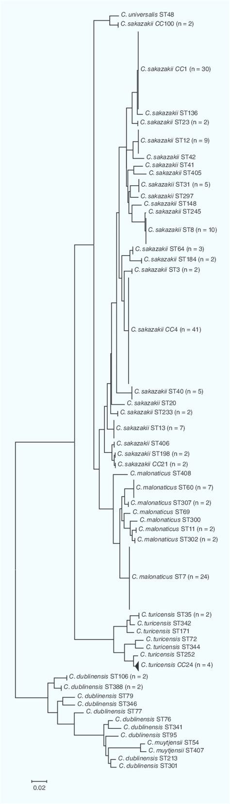 Cronobacter Genus Cas3 Phylogenetic Tree Isolate Sequences Were Download Scientific Diagram