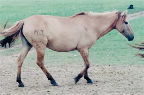 Даваасамбуугийн Мөнхчулууны МД тамгатай ухаа Ugshil Mn