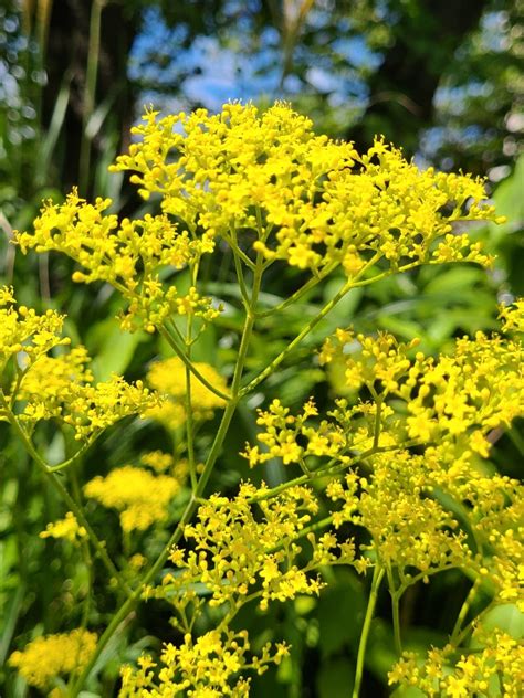 オミナエシ 女郎花 季節の花と花言葉 kensan 0427さんのﾌﾞﾛｸﾞ