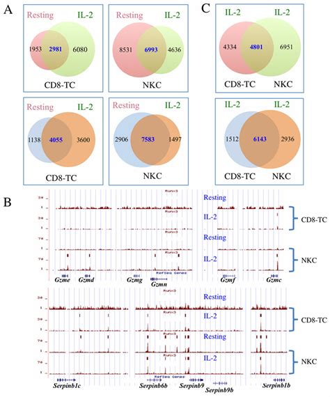 Runx3 Bound Regions And Their Corresponding Annotated Genes In