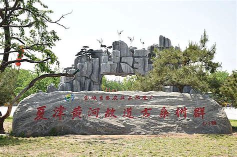 夏津黄河故道森林公园 五一小长假道路单行通知及旅游注意事项 游客