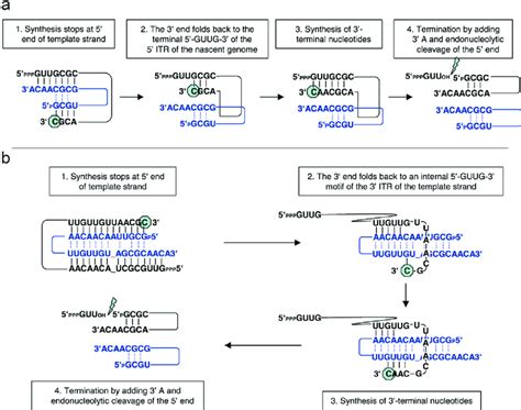 Schematic Representation Of Two Models For Generating 3 Overlapping Download Scientific