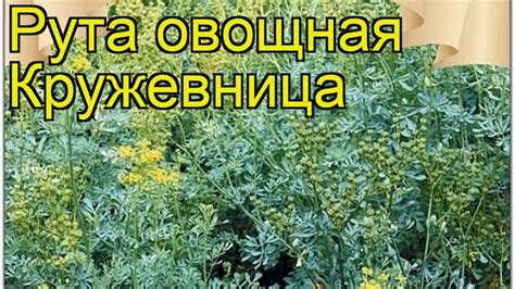 Рута Кружевница (Рута). Краткий обзор, описание характеристик, где ...