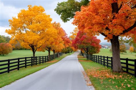 Scenic Autumn Country Road With Colorful Trees And Fence Stock Illustration Illustration Of