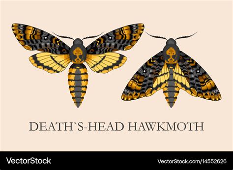 Deaths Head Hawk Moth Royalty Free Vector Image
