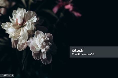 어두운 배경에 아름다운 섬세한 모란 꽃이 피는 3 월 8 일 어머니의 날 생일 선물 그림자에 대한 스톡 사진 및 기타 이미지 그림자 꽃 나무 꽃 식물 Istock