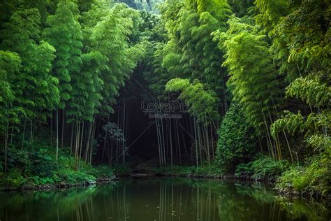 Bamboo Forest Hd