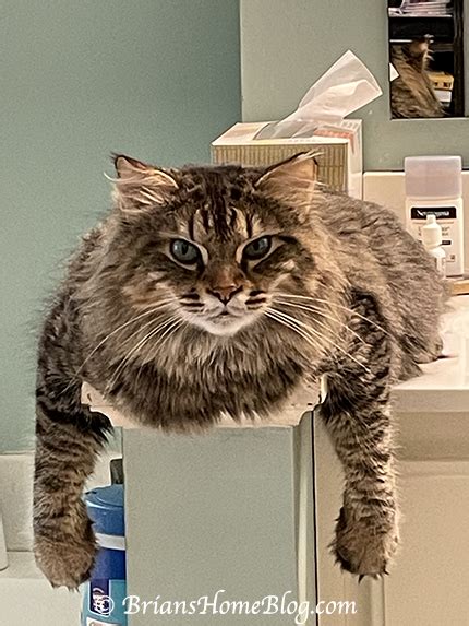 Tabby Tuesday Monorail Kitty Simon Brians Home ~ Forever
