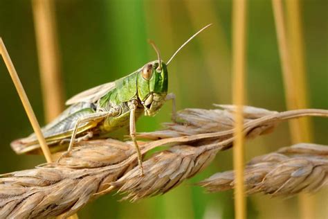 Free Picture Nature Wildlife Animal Grasshopper Insect Arthropod