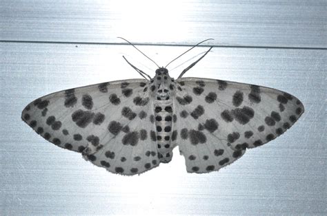 ゴマダラシロエダシャク