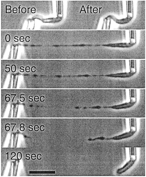 Mitotic Chromosome Scaffold Structure New Approaches To An Old