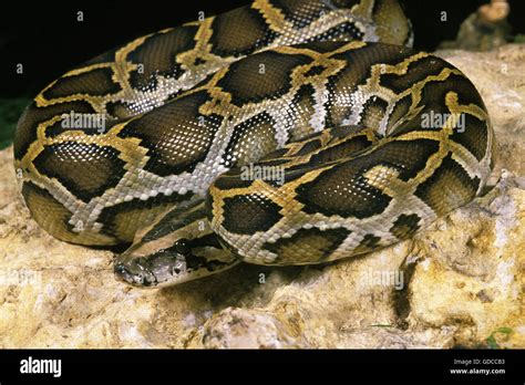 Indian Python Python Molurus Adult On Rock Stock Photo Alamy