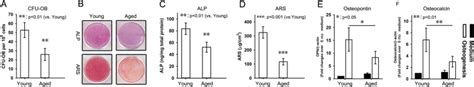 Hdac6 Inactivates Runx2 Promoter To Block Osteogenesis Of Bone Marrow