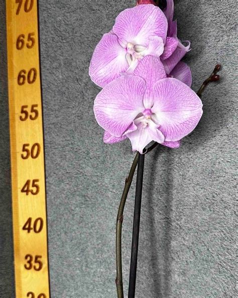 Світ Орхідей Натусі🌸Івано Франківськ Біг Ліп 🌸 📏 Висота 75 см 🌸