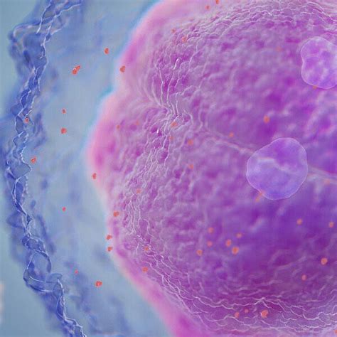 Fluorescence Platelet Count Application ‘plt F