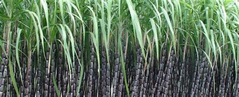 Sugar Cane Seeds Growing Sugar Cane