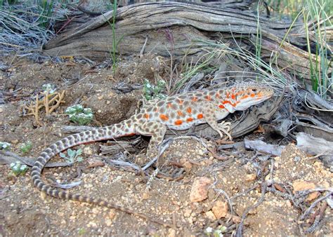 Long Nosed Leopard Lizard Nevada Department Of Wildlife